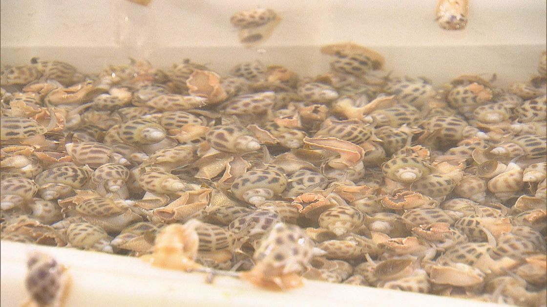 兩人進食海螺後疑麻痺性貝類毒素中毒 出現口部麻痺及嘔吐等 | 無綫新聞TVB News