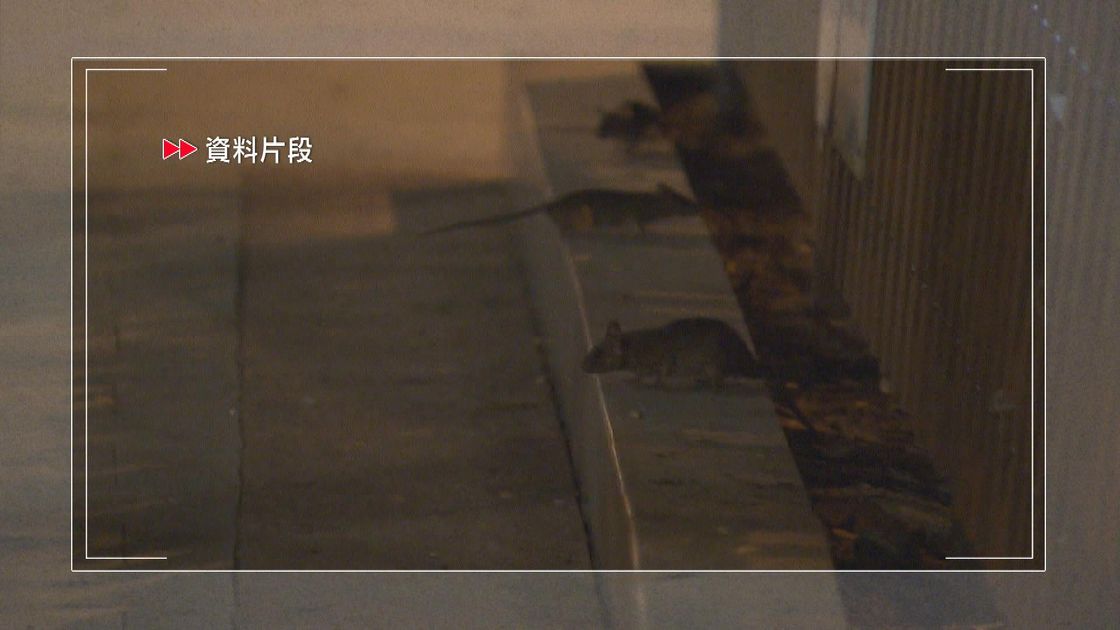 61歲長期病患女子染大鼠戊型肝炎 情況穩定 | 無綫新聞TVB News