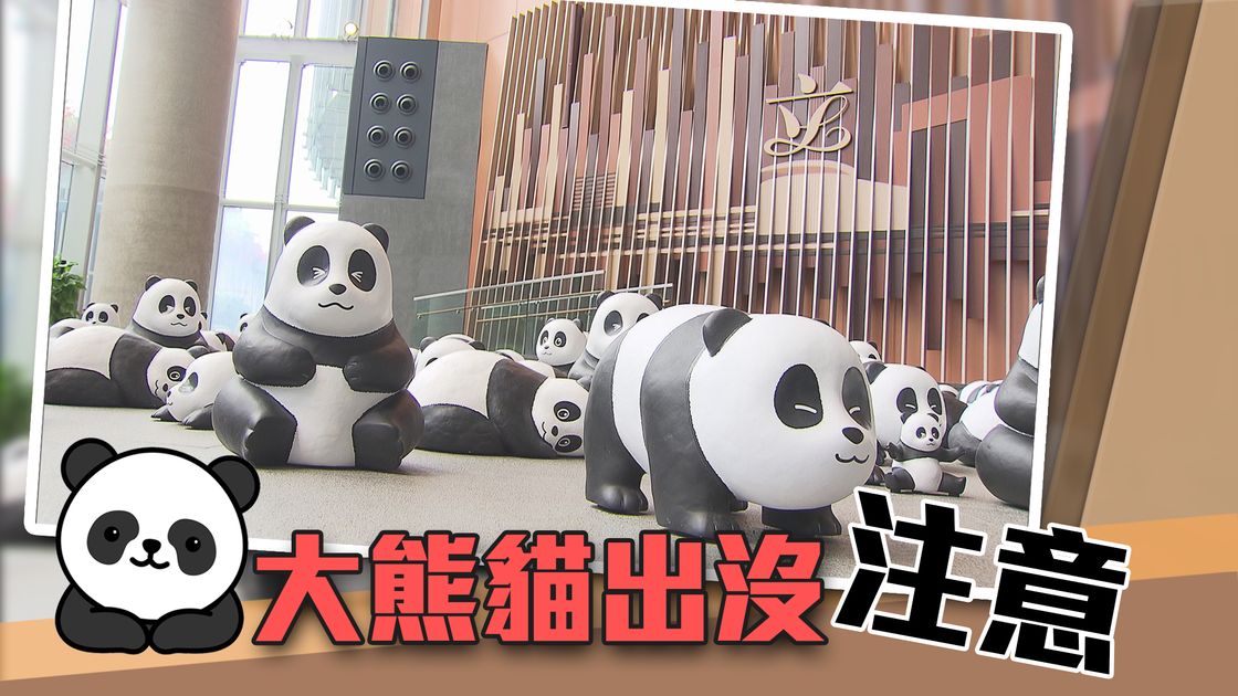 150隻大熊貓雕塑擺放立法會地下大堂 羅淑佩冀做到「無處不熊貓」 | 無綫新聞TVB News