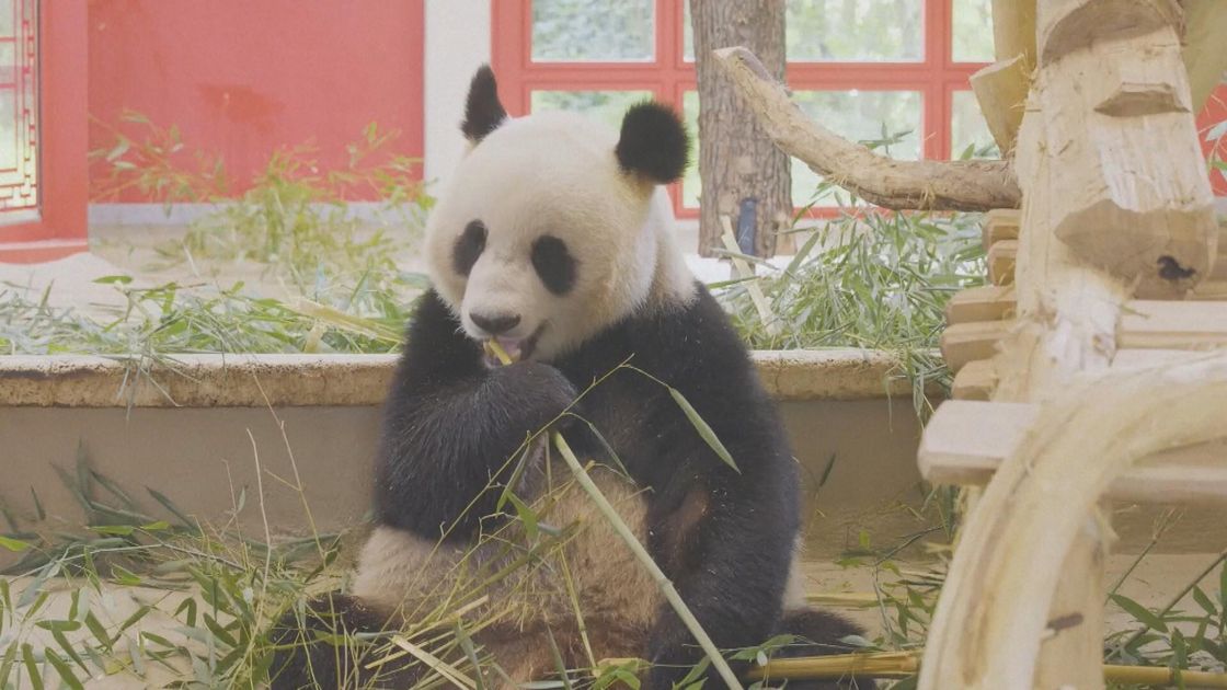 Chinese pandas debut at Austrian zoo | 無綫新聞TVB News