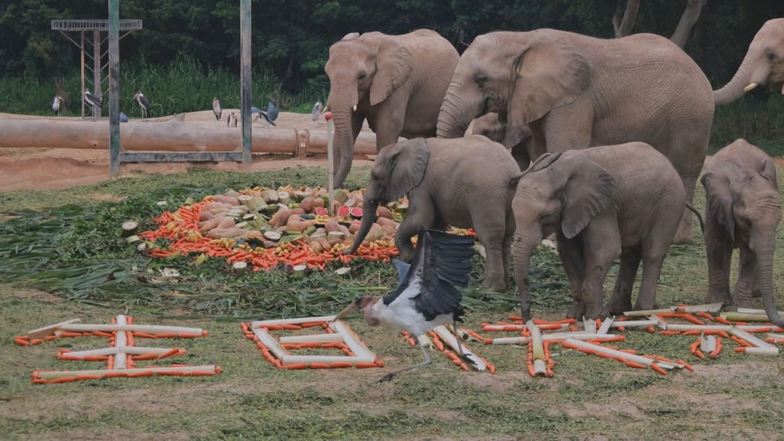中華掠影｜廣東長隆森林王國早前為兩隻象寶寶慶生 | 無綫新聞TVB News