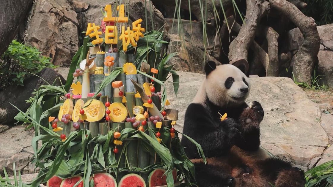 World's only panda triplets turn 11 years old | 無綫新聞TVB News