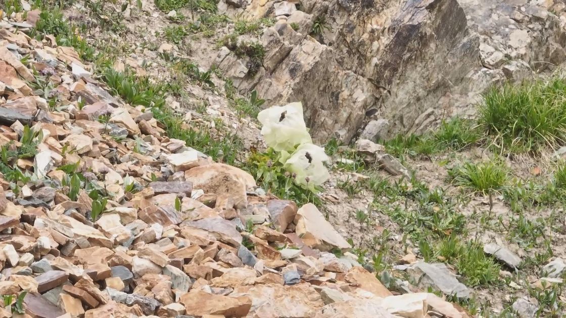 The beautiful Tian Shan Snow Lotus in Xinjiang | 無綫新聞TVB News