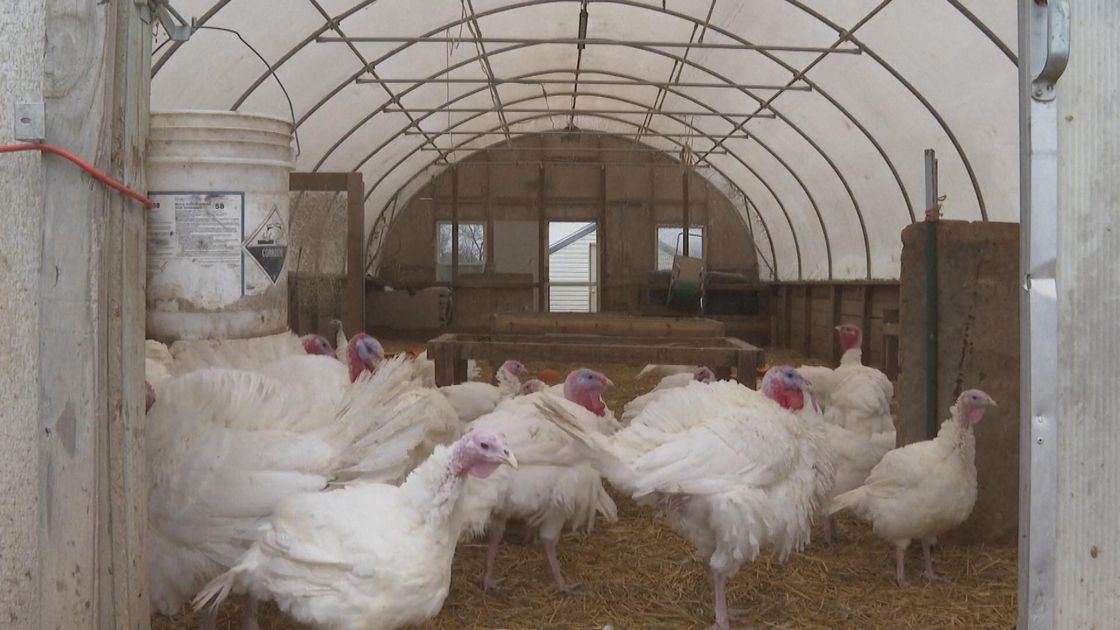 Turkey supply down just before US Thanksgiving | 無綫新聞TVB News