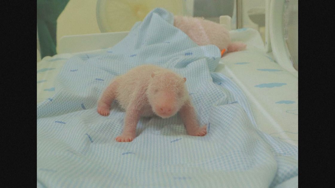 First giant panda born in Indonesia is named and is said to be doing well | 无线新闻TVB News