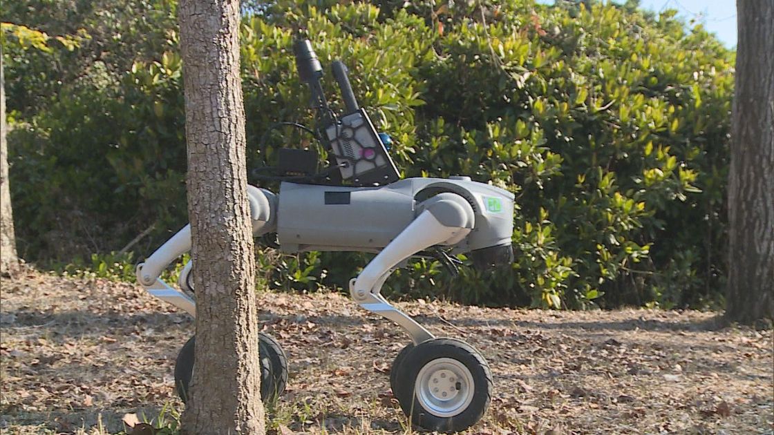 AI to track wetland birds and robotic dogs to count trees | 無綫新聞TVB News