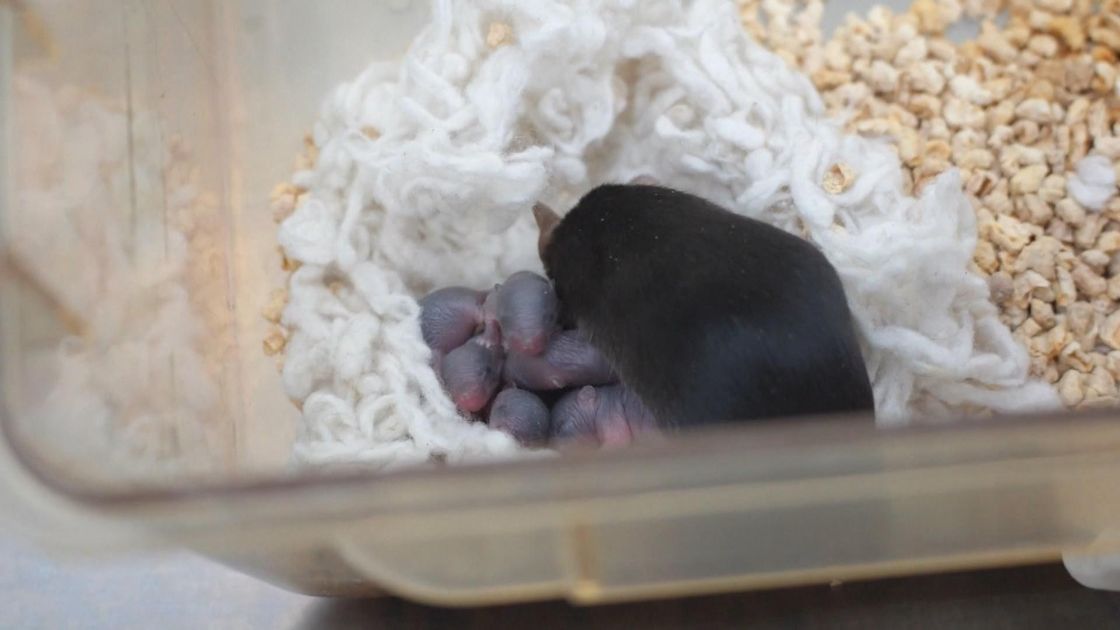 Shenzhou-21 space mice give birth to triplets | 無綫新聞TVB News