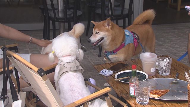 AFCD to start inspecting dogs in public areas for rabies vaccine ...