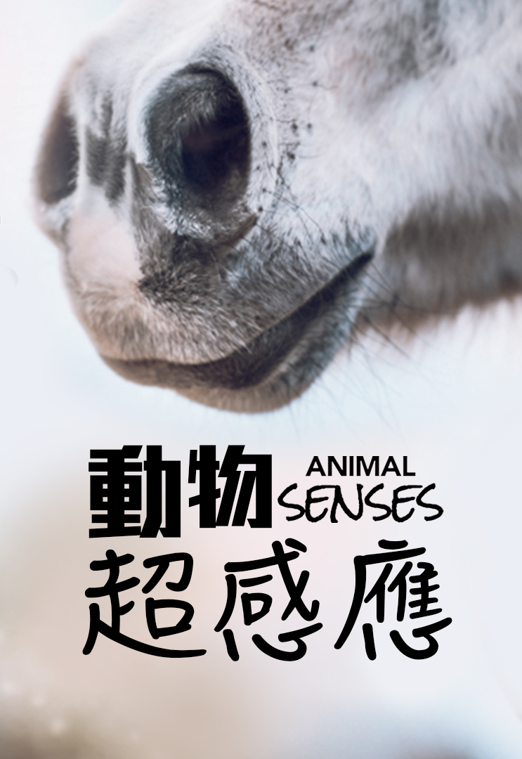 Animal Six Sense