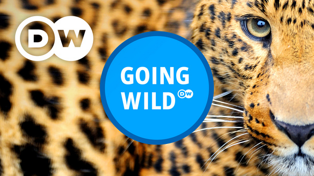 Going Wild - myTV SUPER