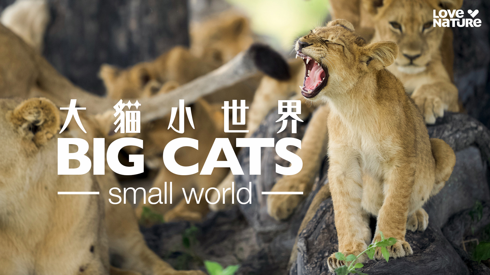 Big Cats, Small World 1 - Watch on myTV SUPER